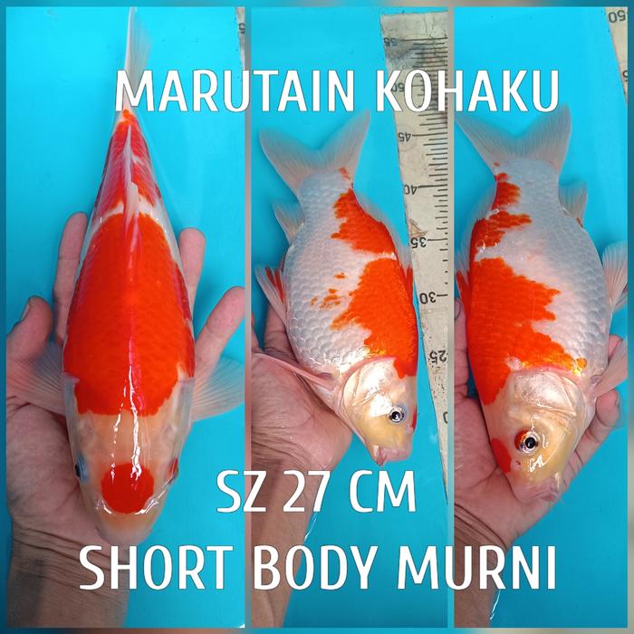 Jual koi blitar kohaku short body ready showa sanke chagoi karasi dll - Kota Bekasi - umikoi ...