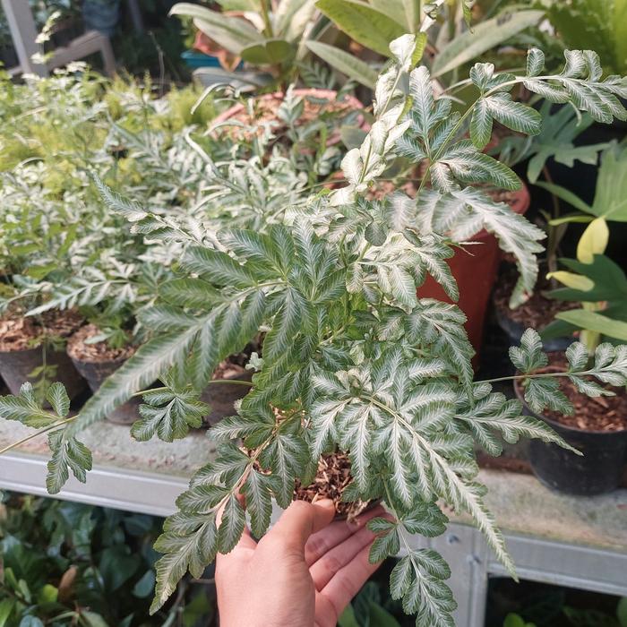 Jual Tanaman hias pakis gunung salak - Pohon pakis - Pakis - Kab. Bogor ...