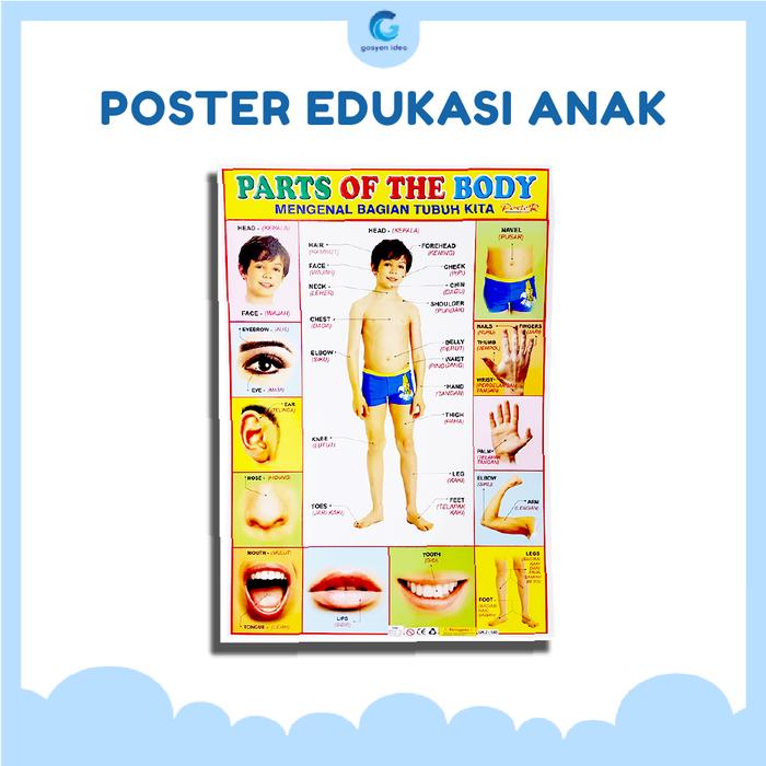 Jual Poster Edukasi Pendidikan Anak Belajar My Body Parts Mengenal ...