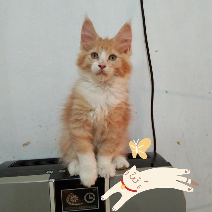 Jual Kucing MaineCoon Asli bukan mix GARANSI. Line Ped CFA Maine Coon ...