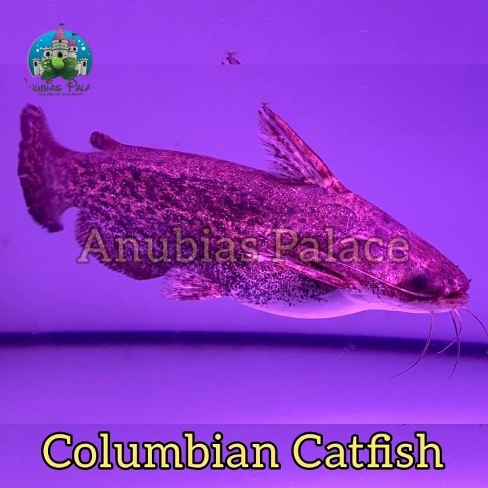 Jual Columbian Catfish Ikan Tankmate - Kota Depok - Anubias Palace ...
