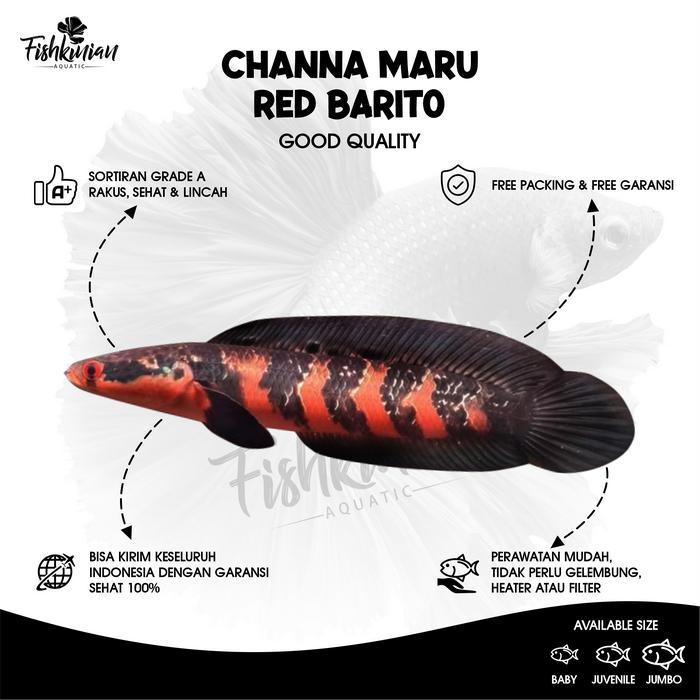 Promo IKAN CHANNA MARU RED BARITO GRADE A - Kota Tangerang Selatan ...