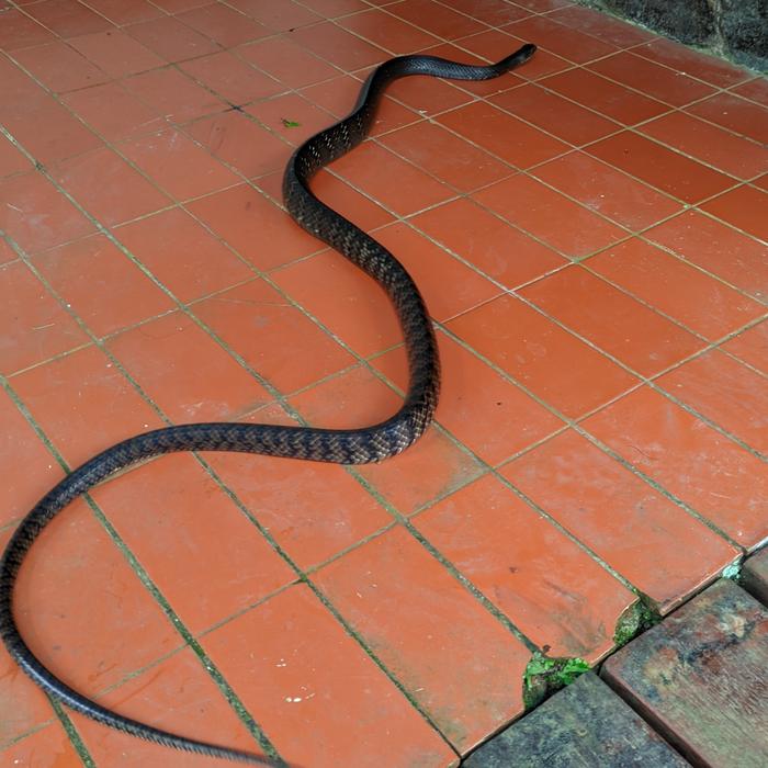 Jual ular jali jumbo atau ptyas mucosa - Kab. Bogor - reptile_animal_R ...