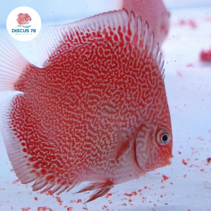 Jual Discus super king viper 2 inchi body - Kab. Bogor - Discus78 ...