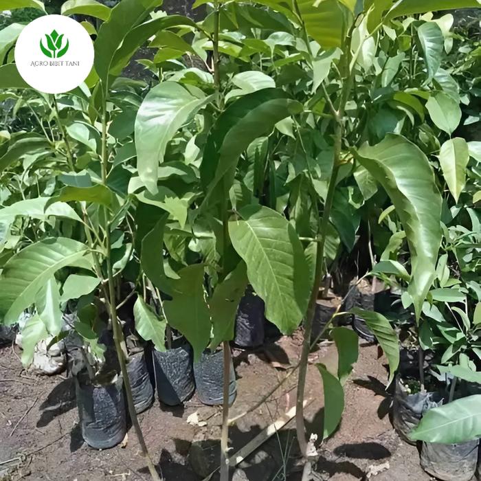 Jual Bibit Bunga Kantil 1 - 2 Meter Cepat Berbunga / Pohon Bunga ...