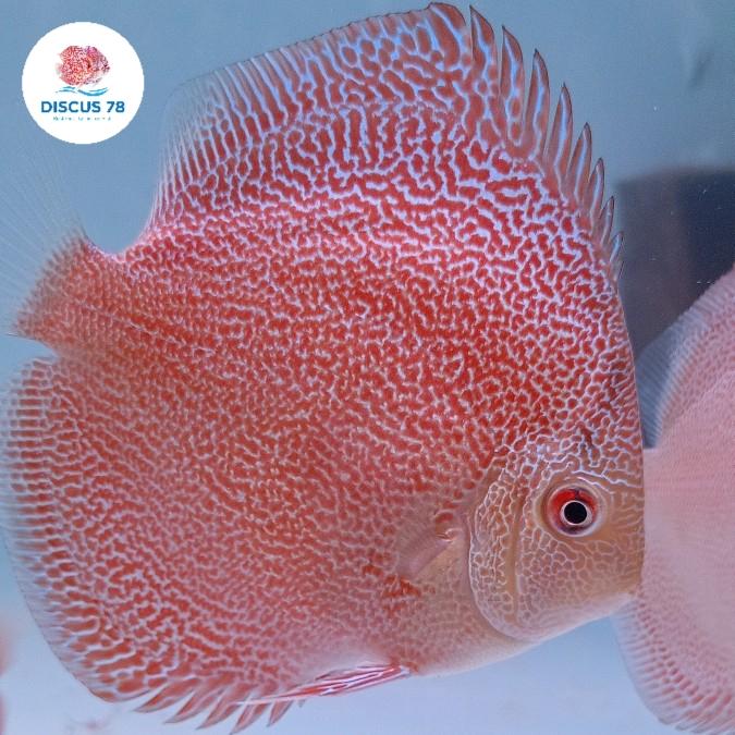 Jual Discus Panthera 2,5 inchi body - Kab. Bogor - Discus78 | Tokopedia