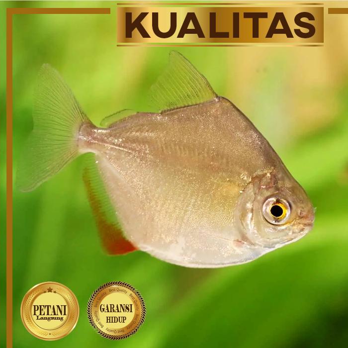 Jual Silver Dollar Ikan Hias Aquacape Hiasan Aquarium Tanaman Air Tawar ...