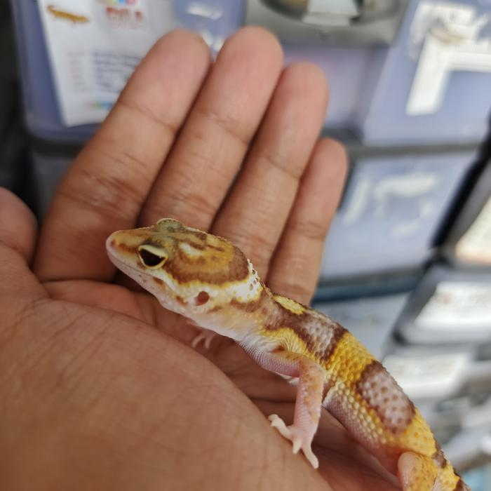 Promo Leopard Gecko Tremper Eclipse Poss Giant - Jakarta Barat - Dante ...