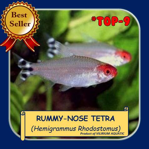 Jual IKAN HIAS AIR TAWAR - REDNOSE TETRA aka RUMMY-NOSE TETRA - Jakarta ...