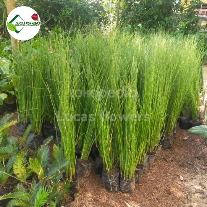 Jual tanaman hias pohon bambu air/lidi air tinggi mulai dari 50-70cm ...