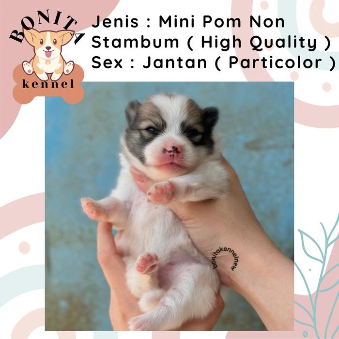 Jual Jual Anjing Mini Pom Pomeranian Anakan Anjing Mini Pom Non Stambum ...