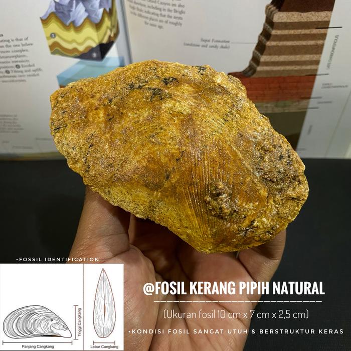Jual Fosil Kerang Pipih Natural B34 atau Fossil Bivalvia atau Fosil ...