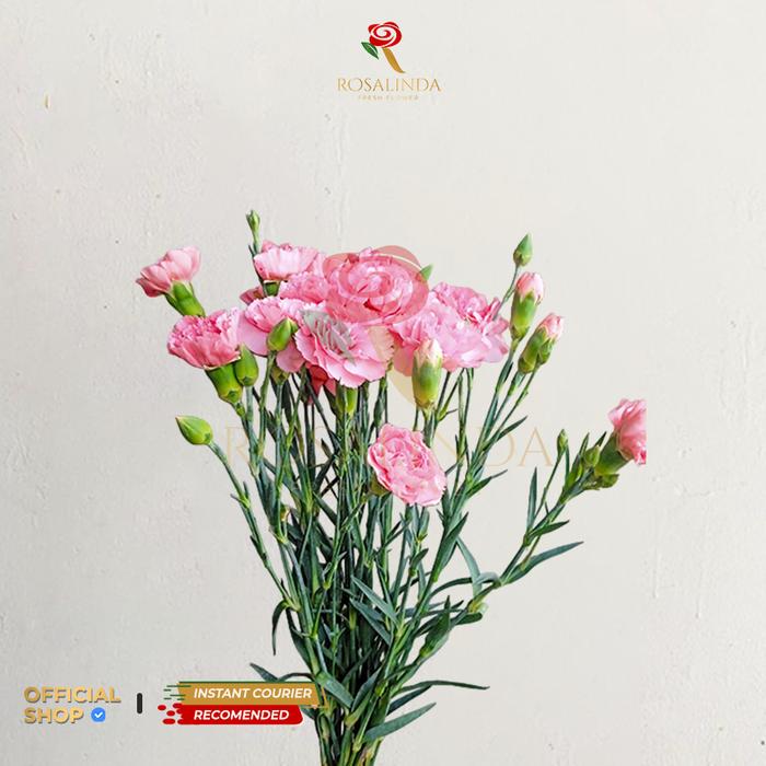 Jual Bunga Carnation Spray Pink Muda / Bunga Potong Segar - Jakarta ...