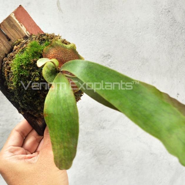 Jual VE1345 Platycerium bifurcatum dutch tanaman pakis paku fern kadaka ...