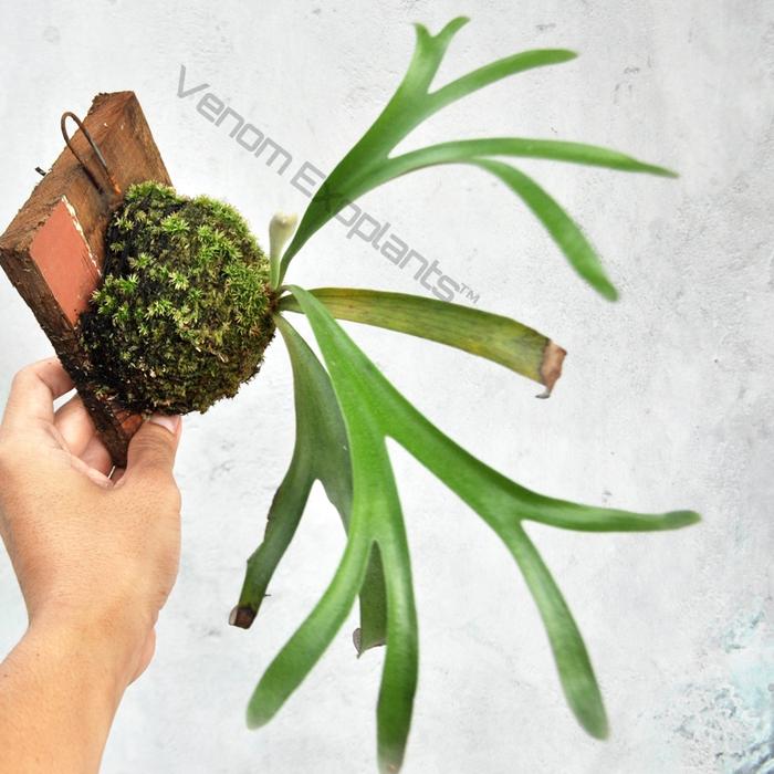 Jual VE1335 Platycerium alcicorne madagsscar vassei vaseii tanaman ...