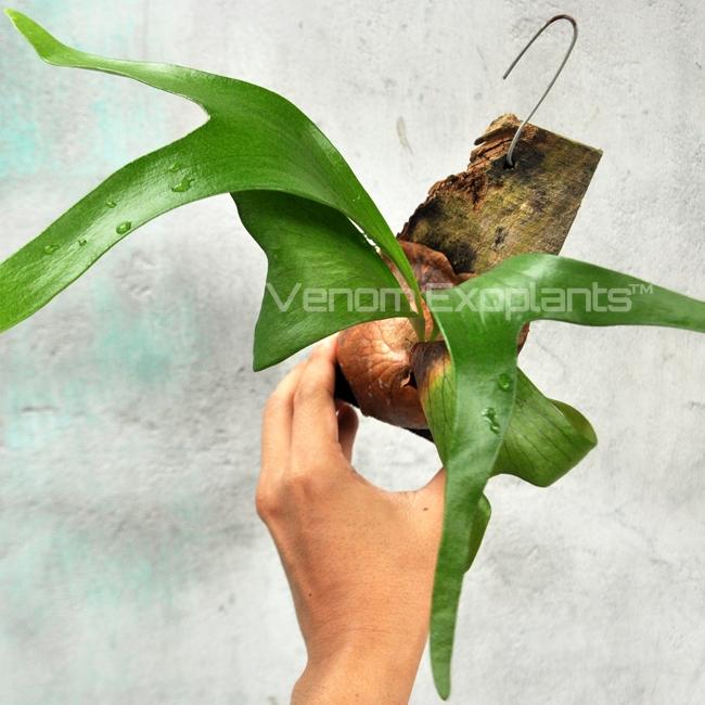 Jual VE1344 Platycerium alcicorne africa afrika tanaman pakis paku fern ...