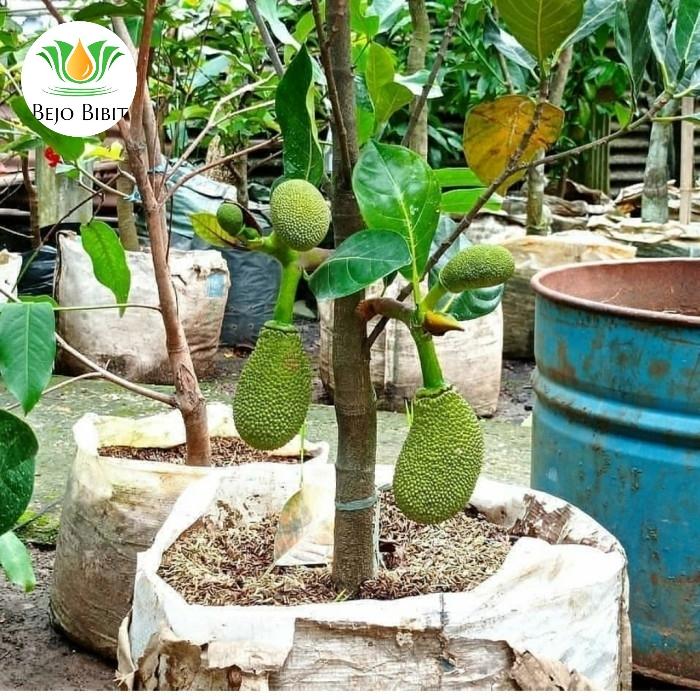 Pohon Nangka Mini 5 Keunggulan NANGKA MINI | Bibit Buahku