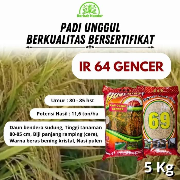 Jual Benih Padi IR64 Gencer 5kg Padi IR 64 Gencer Padi Unggul - Jakarta Barat - mekar jaya'store ...