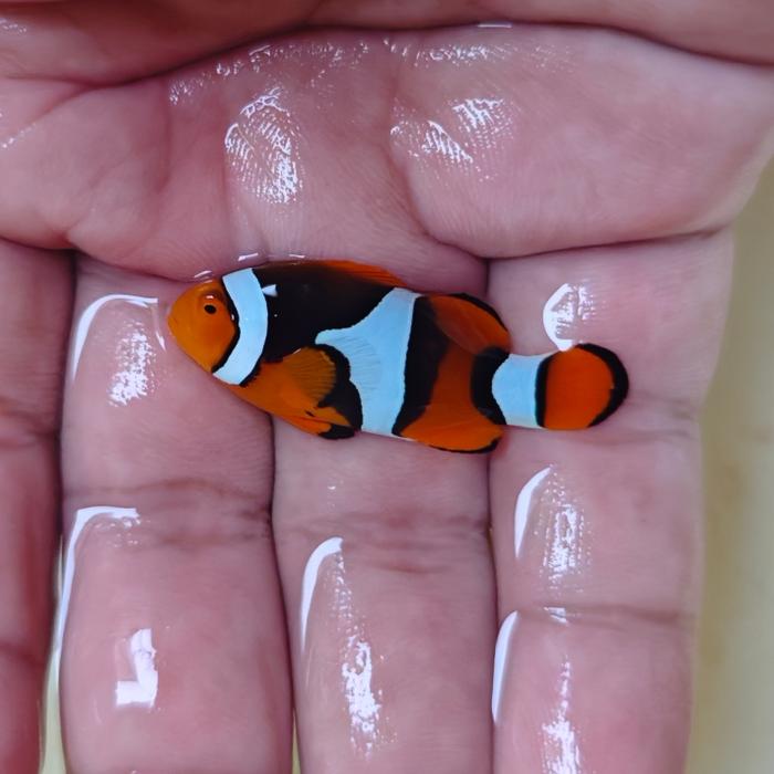 Jual perfect halfback percula nemo biak hitam sempurna aquarium laut ...