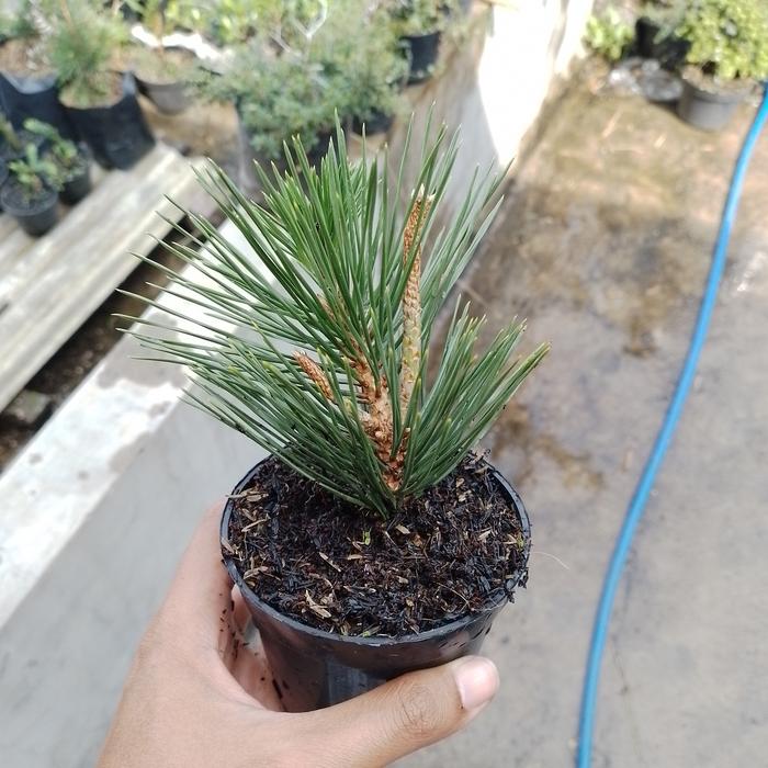 Jual japanese black pine bibit bonsai/pinus hitam jepang - Kab. Bandung ...