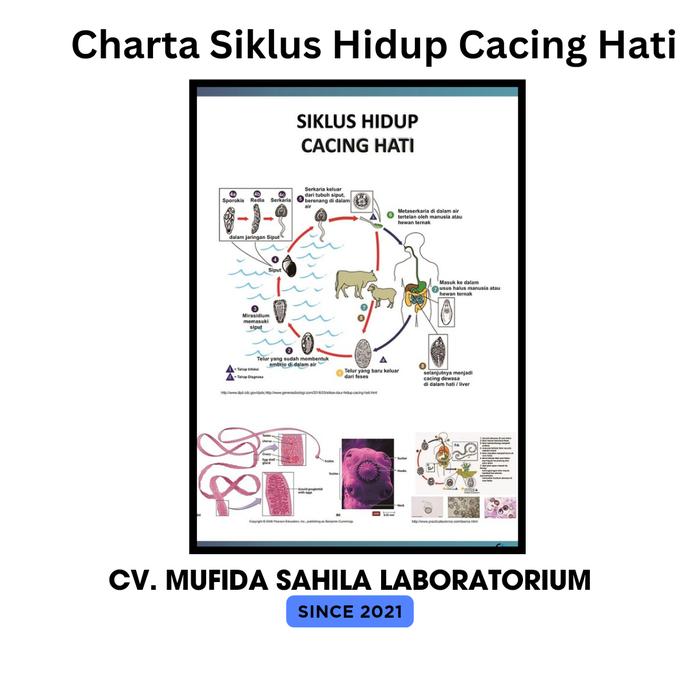 Jual Poster / Charta Siklus Hidup Cacing Hati - Kab. Bandung - CV ...