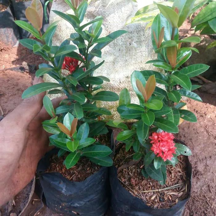 Jual tanaman Bunga Soka India Red - Jakarta Utara - SumberJayaSeni ...
