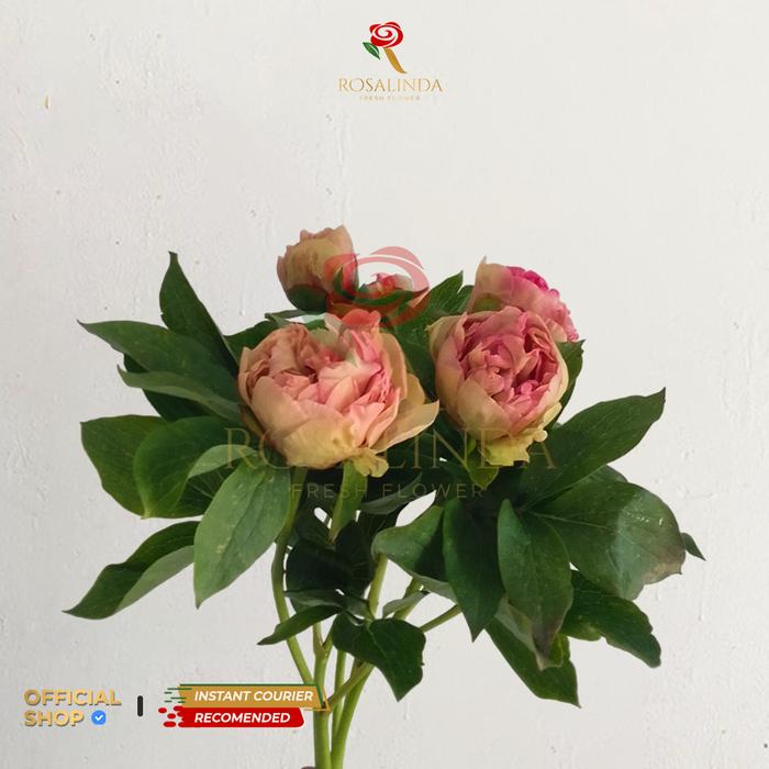 Jual Bunga Import Peony Pink Catharina / Bunga Potong Segar / Bunga ...