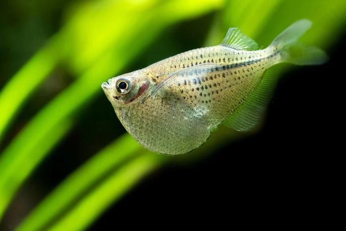 Jual Hiasan Aquascape - Hatchetfish / Hatchet Fish Ikan Kapak - Kota ...