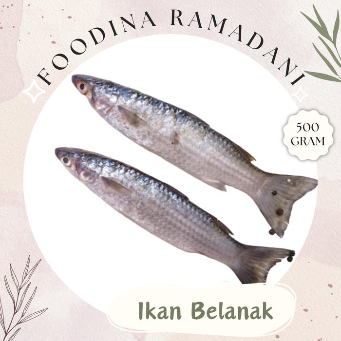 Jual IKAN BELANAK Kacang Kacang - Mullet Fish Fresh [ Berat 500gr ...