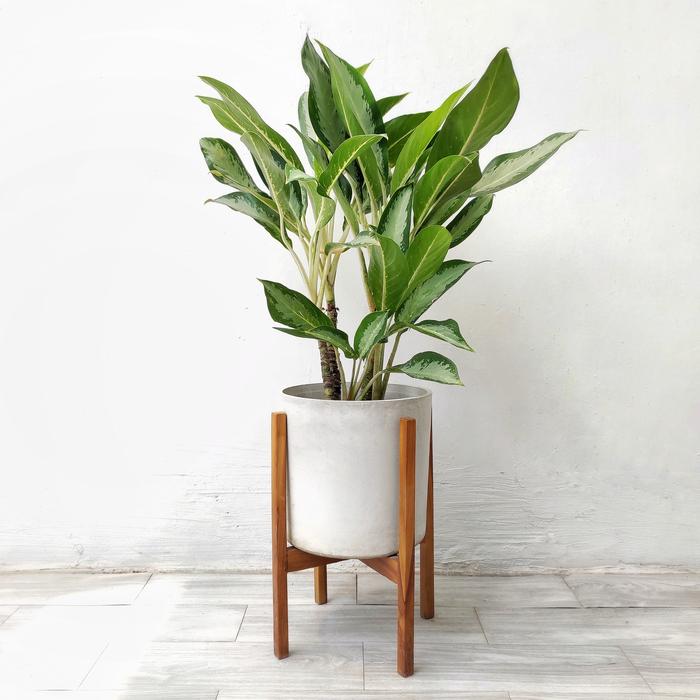 Jual CHINESE EVERGREEN + Pot Concrete dan Jati Standing Planter ...