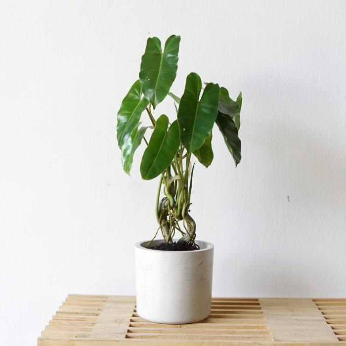 Jual PHILODENDRON BURLE MARX + Pot Concrete | Tanaman Hias - Pot ...