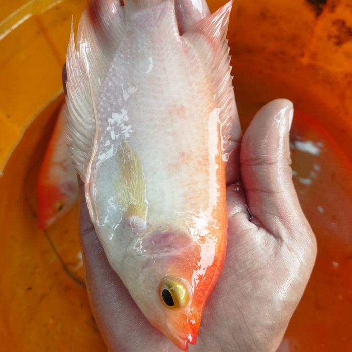 Jual Bibit Ikan Gurame Padang Ukuran 4 Jari / Gurami Padang Size 4 Jari ...