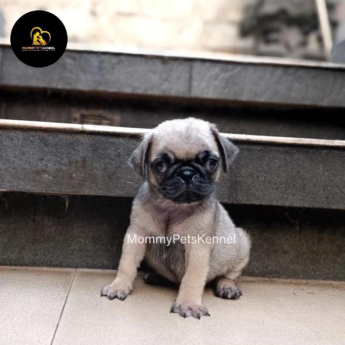 Jual baby Pug bigbone termurah stambum - Jakarta Selatan - Mommy Pets ...