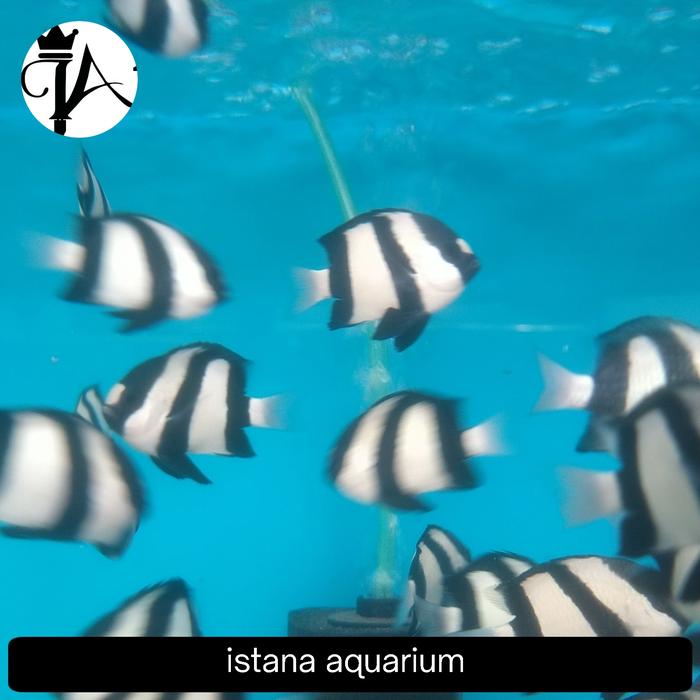 Jual ikan hias air laut betok zebra putih hitam - Kota Bandung - istana ...