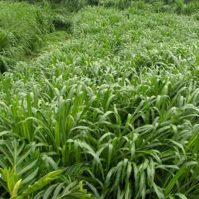 Jual Benih rumput pakan ternak 1kg/bede/signal grass/brachiaria ...