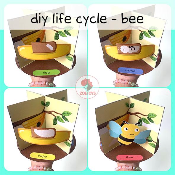 Jual Zoetoys DIY Life Cycle | Belajar Siklus Hidup Hewan | Art and ...