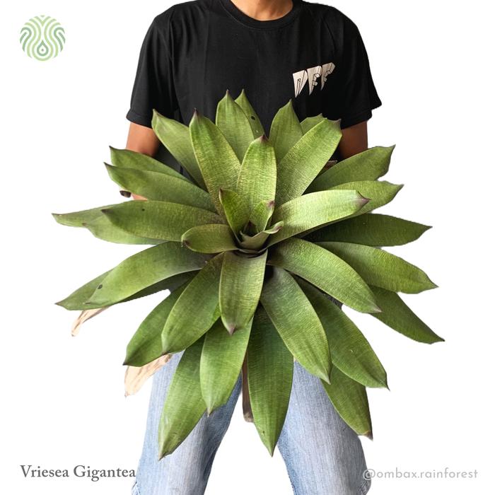Jual Vriesea Gigantea - Bromelia giant / silver / tanaman outdoor - Kab ...