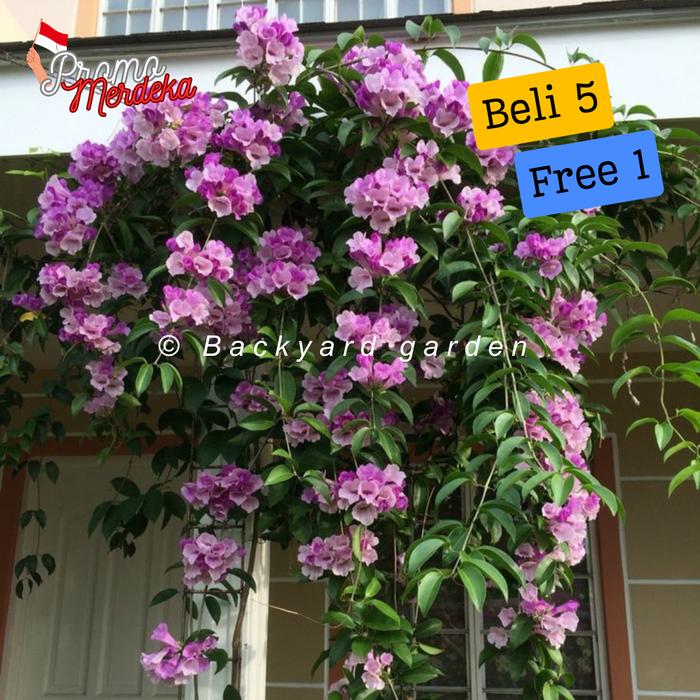Jual Tanaman hias Garlic vine plant/ mansoa alliacea/ purple trumpet ...