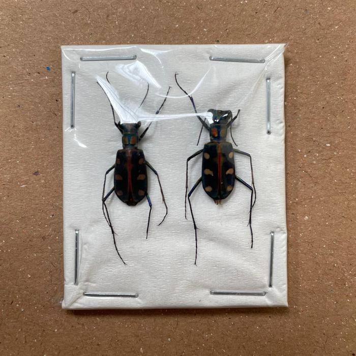 Jual awetan serangga unik indonesia kumbang, taxidermy insect, - E2 ...