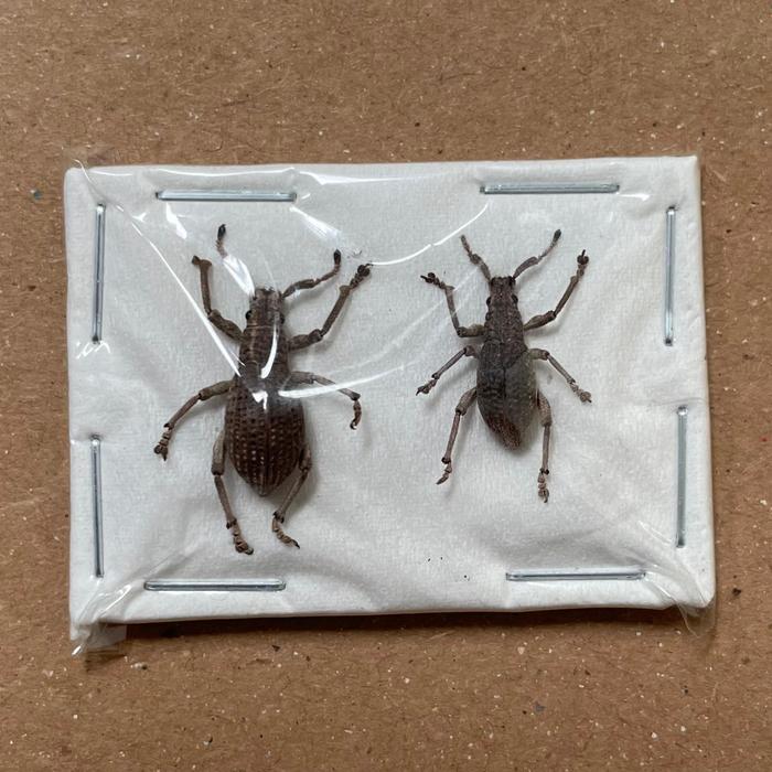 Jual awetan serangga unik indonesia kumbang, taxidermy insect, - G1 ...