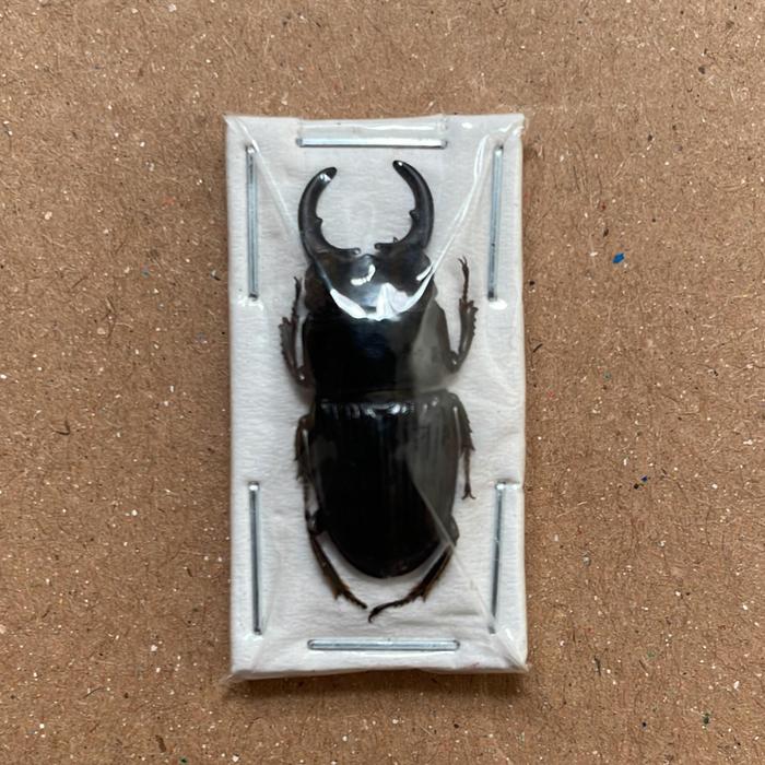 Jual awetan serangga unik indonesia kumbang, taxidermy insect, - L ...