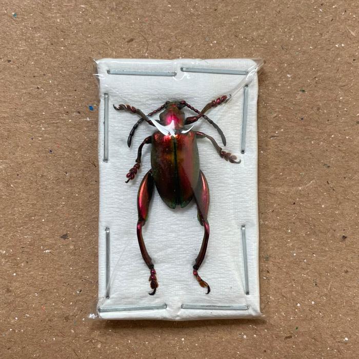 Jual awetan serangga unik indonesia kumbang, taxidermy insect, - C1 ...