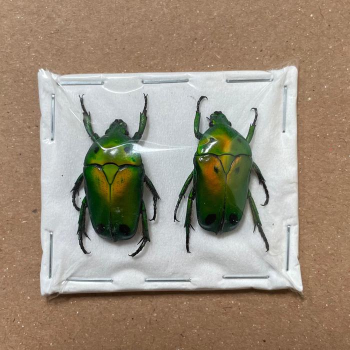 Jual awetan serangga unik indonesia kumbang, taxidermy insect, - F1 ...