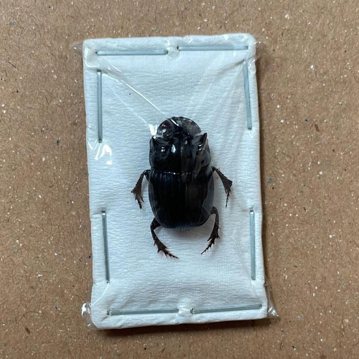 Jual awetan serangga unik indonesia kumbang, taxidermy insect, - D1 ...