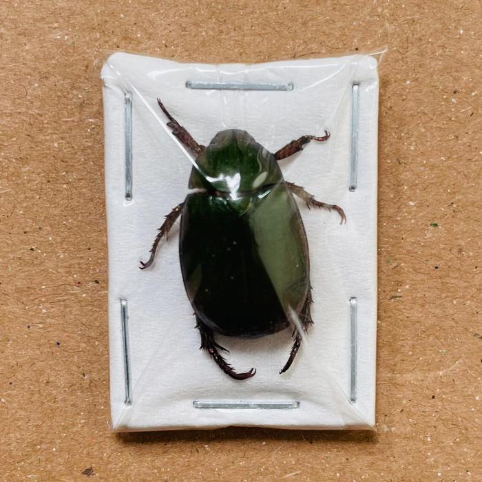 Jual awetan serangga unik indonesia kumbang, taxidermy insect, - B1 ...