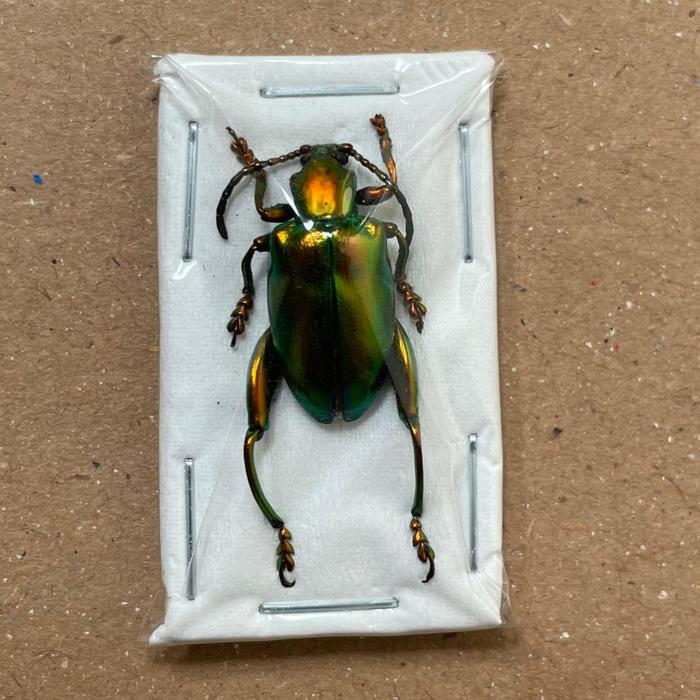 Jual awetan serangga unik indonesia kumbang, taxidermy insect, - C2 ...