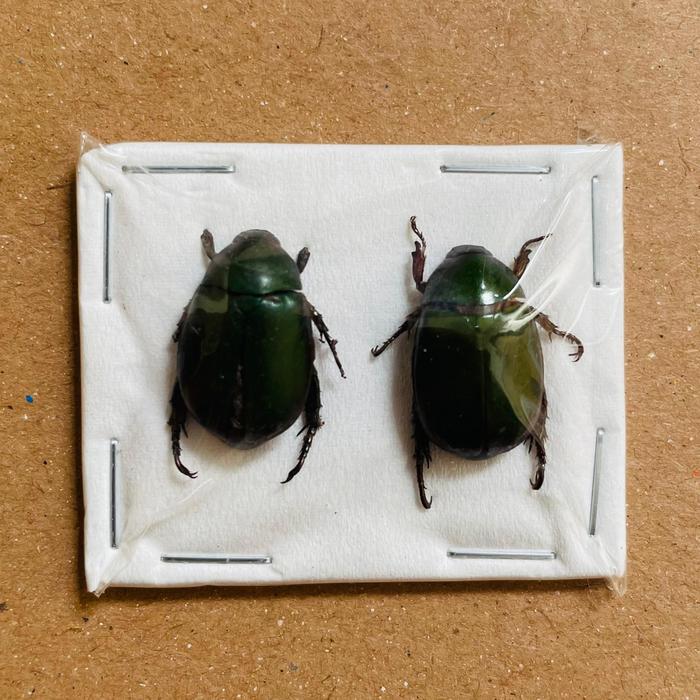 Jual awetan serangga unik indonesia kumbang, taxidermy insect, - B2 ...