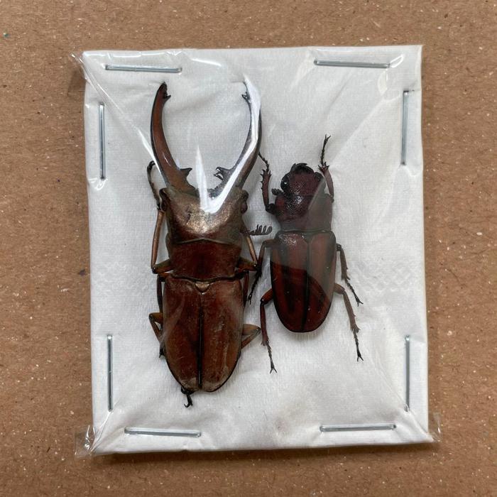 Jual awetan serangga unik indonesia kumbang, taxidermy insect, - A2 ...