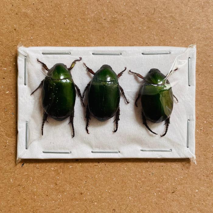 Jual awetan serangga unik indonesia kumbang, taxidermy insect, - B3 ...