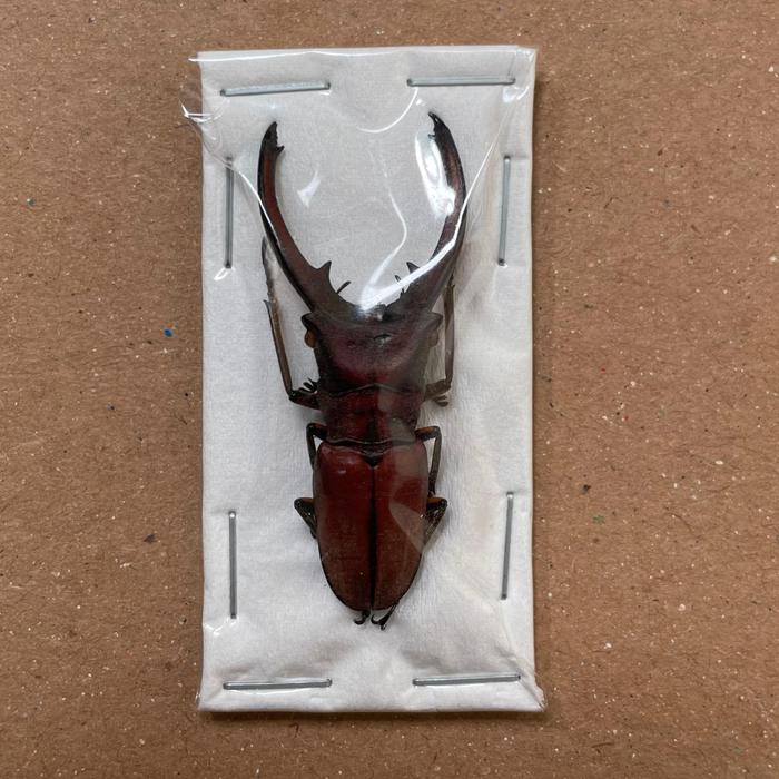 Jual awetan serangga unik indonesia kumbang, taxidermy insect, - A1 ...